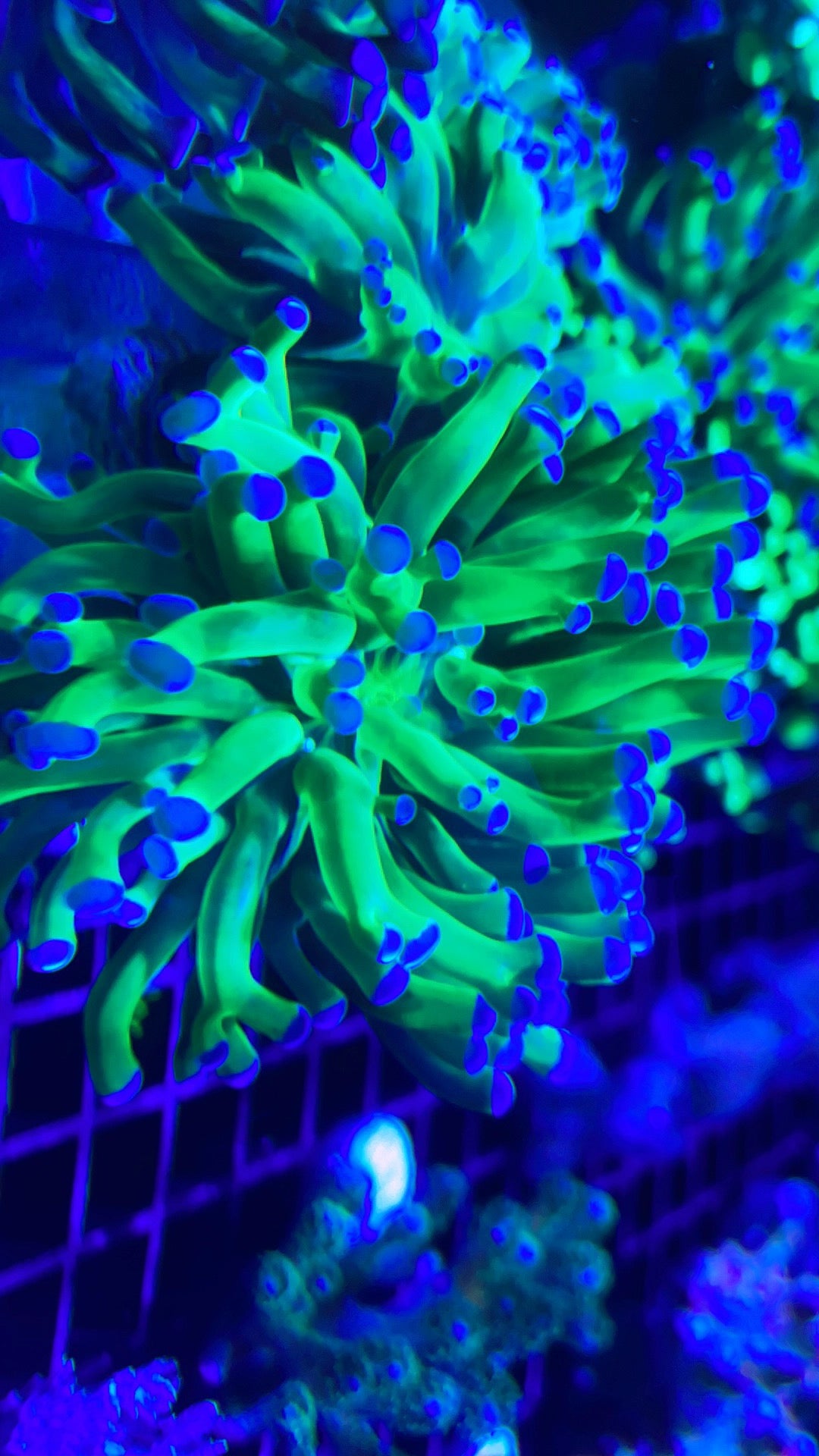 LPS Live Coral Frags – Oceans N Reefs