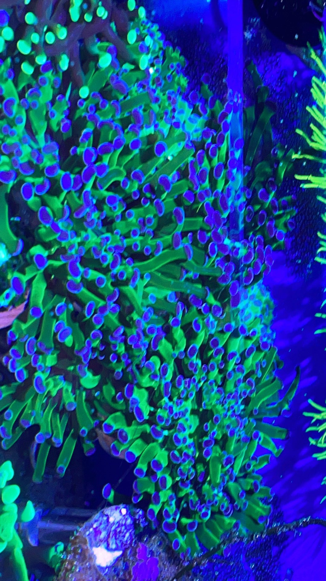 Frag Packs/Bundles – Oceans N Reefs