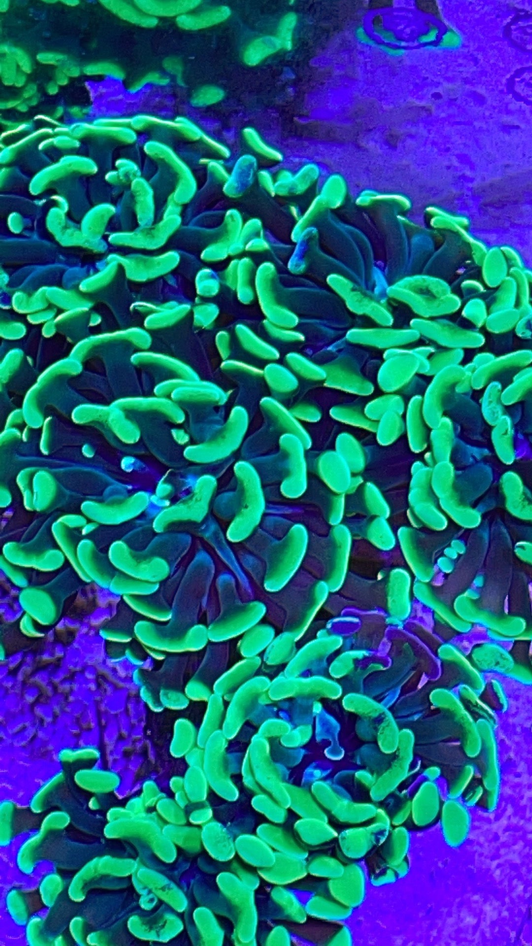 SPS Live Coral Frags – Oceans N Reefs