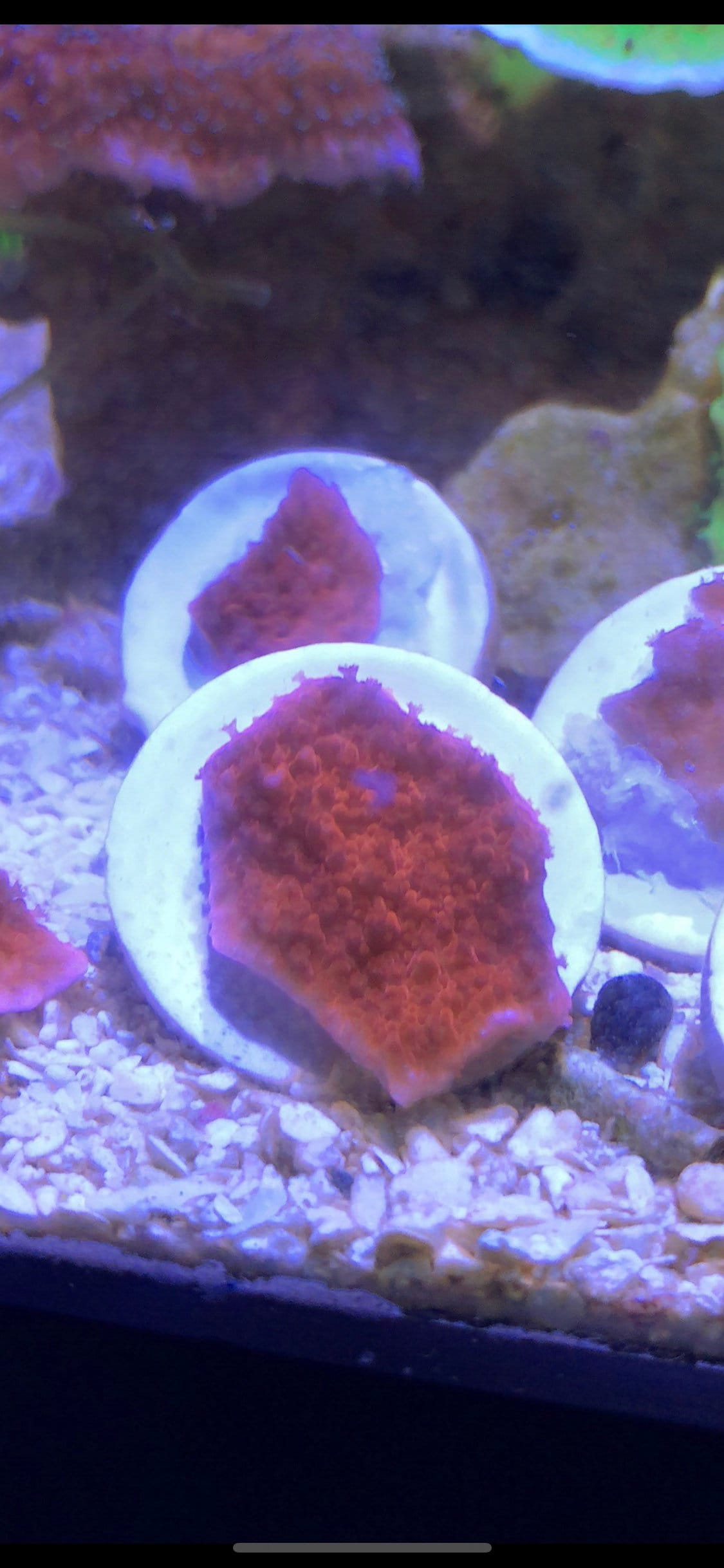 Red Montipora Cap – Oceans N Reefs