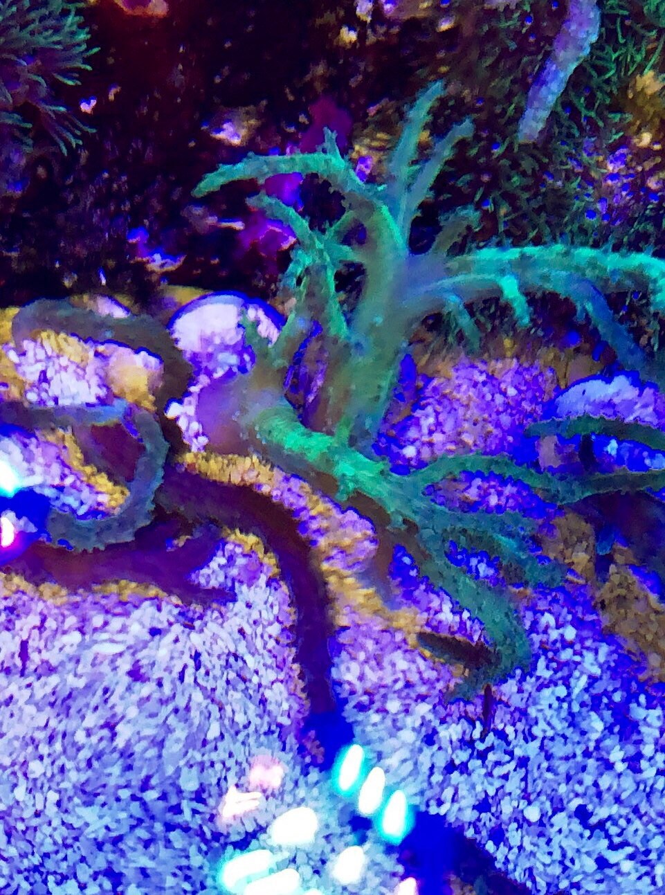 Greenish Sinularia Frag SIZE OPTIONS – Oceans N Reefs