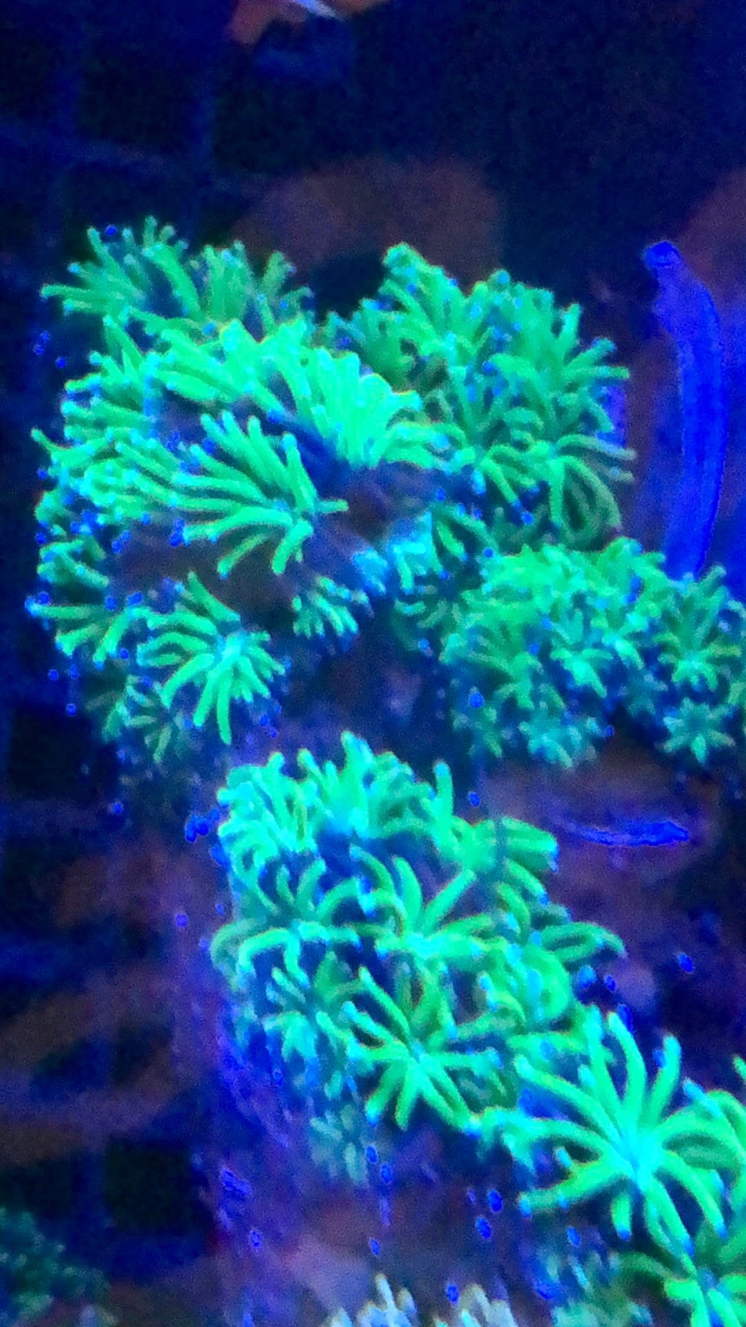 Green Galaxea – Oceans N Reefs