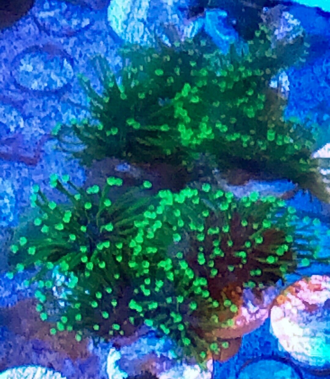 Green Polyp Tyree Toadstool – Oceans N Reefs